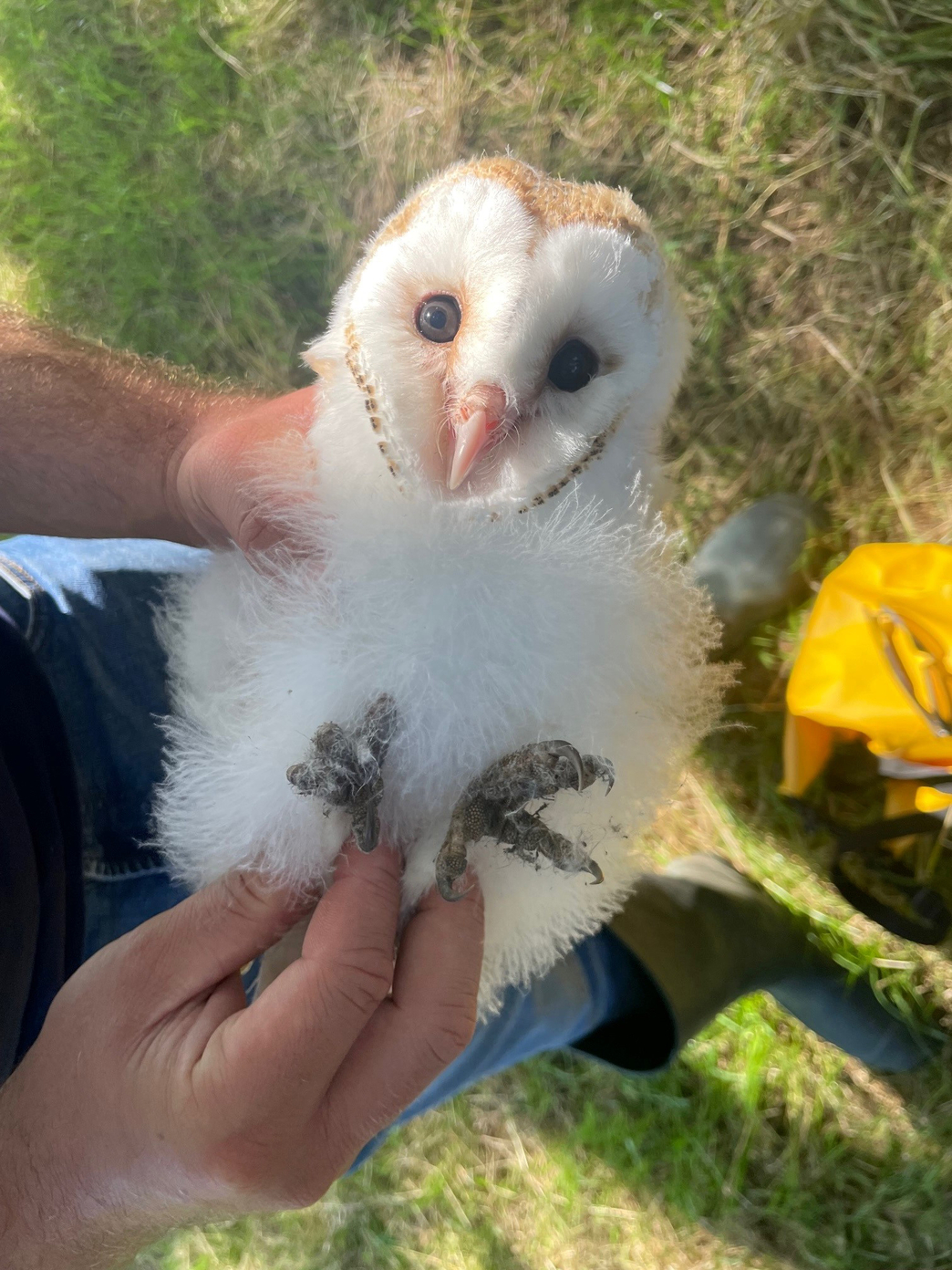 Co. Down farm nurtures rare barn owls for third year running | Ulster Wildlife